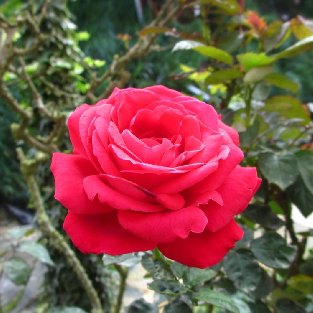 Pokok Bunga Rose Pack Jimat flower garden Baja 3 IN 1 SB Organik ...