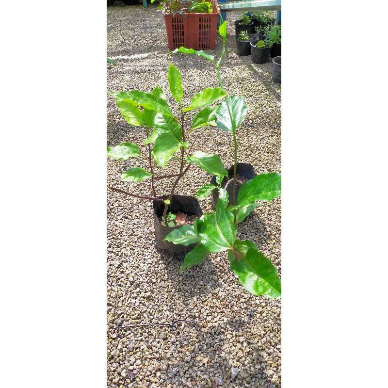 anak pokok markisa kuning | Shopee Malaysia