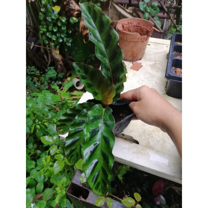 calathea_viral_pokok_calathea daun kerinting beralun | Shopee Malaysia
