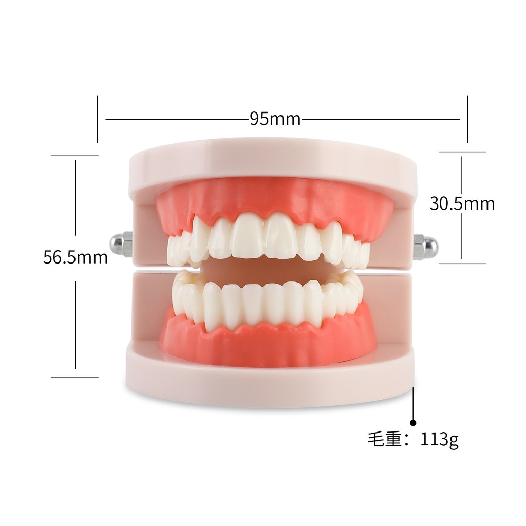 Dental Standard Teeth Model Typodont Demonstration Denture Model for ...