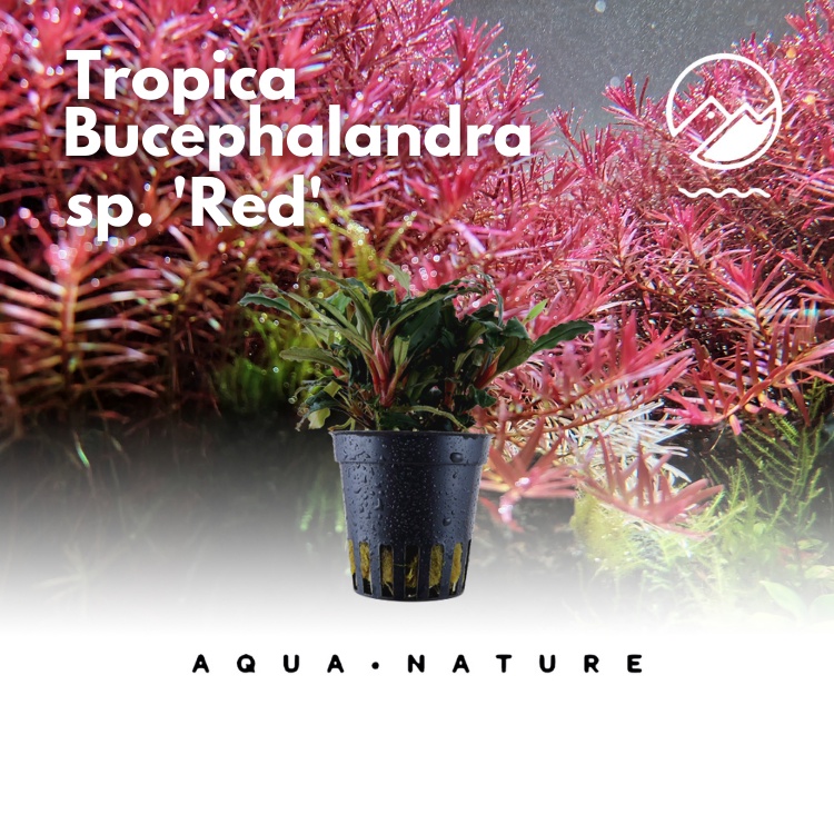 Tropica Bucephalandra sp. 'Red' (Pot) (Aquarium/Aquascape/Planted Tank ...