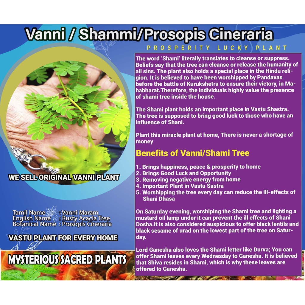 ( ORIGINAL VANNI MARAM ) -GOOD LUCK VASTU SHASTRA - Prosopis Cineraria ...