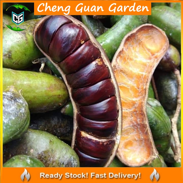 Anak Pokok Kerdas Genuak Pokok Ulam Pokok Rare Pokok Stabil | Shopee ...