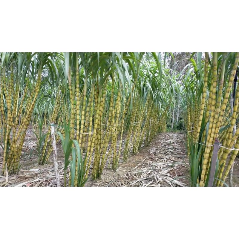 BENIH TEBU TELUR Original | Shopee Malaysia