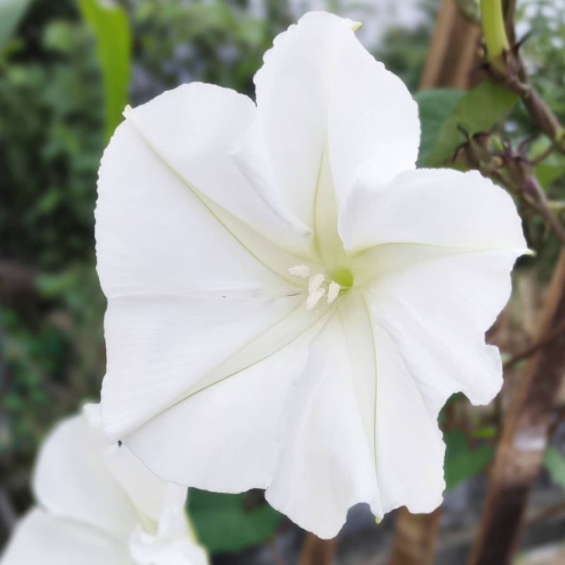 5 pcs biji benih bunga moonflower/bunga bulan/chomjan/ipomea alba/benih ...