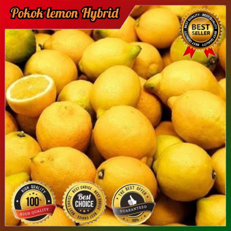 Pokok Lemon Australia HYBRID 🍋 | Shopee Malaysia
