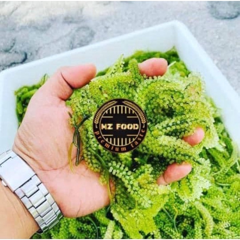 LATOK PREMIUM FRESH (500GRAM) | Shopee Malaysia