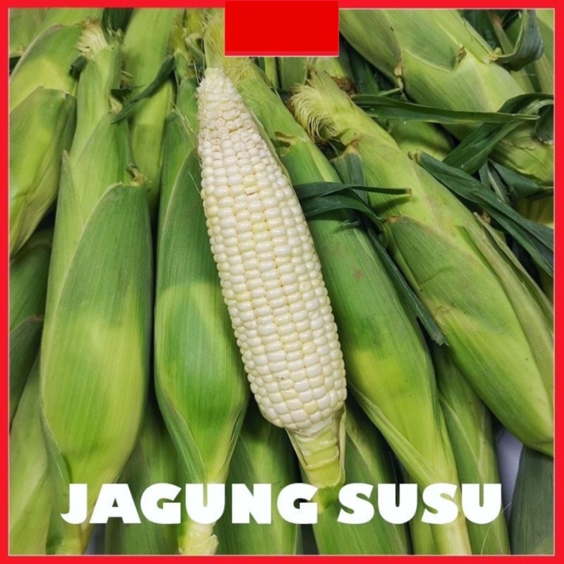 🔥100% FRESH ORIGINAL FROM CAMERON HIGHLANDS JAGUNG SUSU / SWEET MILK ...