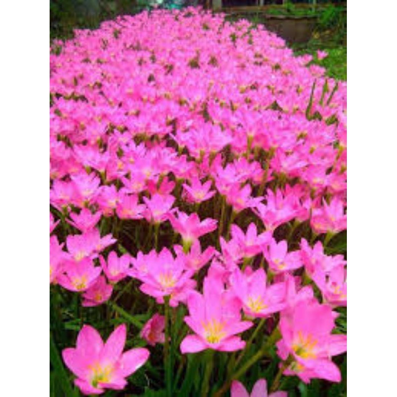 pokok bunga rain lily (7 bebawang) | Shopee Malaysia