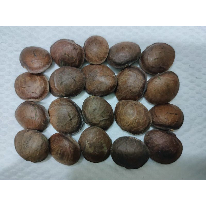 Biji Benih Pokok Sacha Inchi Sesuai Disemai | Shopee Malaysia