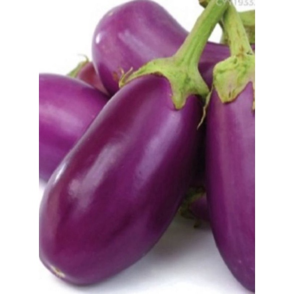 anak pokok terung bujur ungu F1 hybrid. rm5 sepokok. | Shopee Malaysia