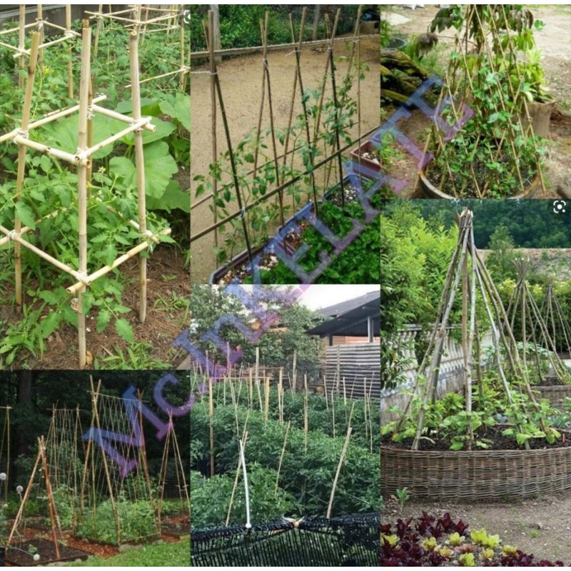 30 Batang Buluh Pancang 4kaki (120cm) Plant Stakes @ Keratan Buluh (pos ...