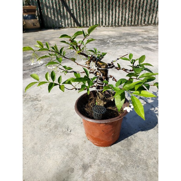 Bonsai jeliti#Real live plants#造型香水梅盆栽#植物# | Shopee Malaysia