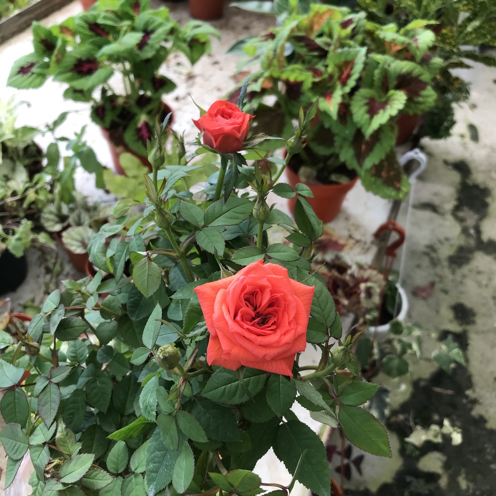 Pokok Bunga Ros Kampung Mawar Rose plant tahan panas Rose Flower With ...