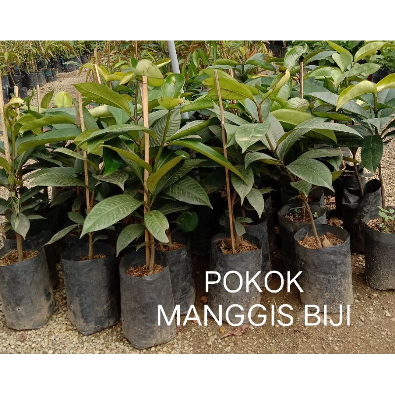 Anak Pokok Manggis Miesta/Manggis Biji | Shopee Malaysia