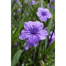 🌹BUNGA MORNING SHOWER🌹RUELLA POKOK BUNGA PURPLE HIASAN LANDSKAP FLOWER ...