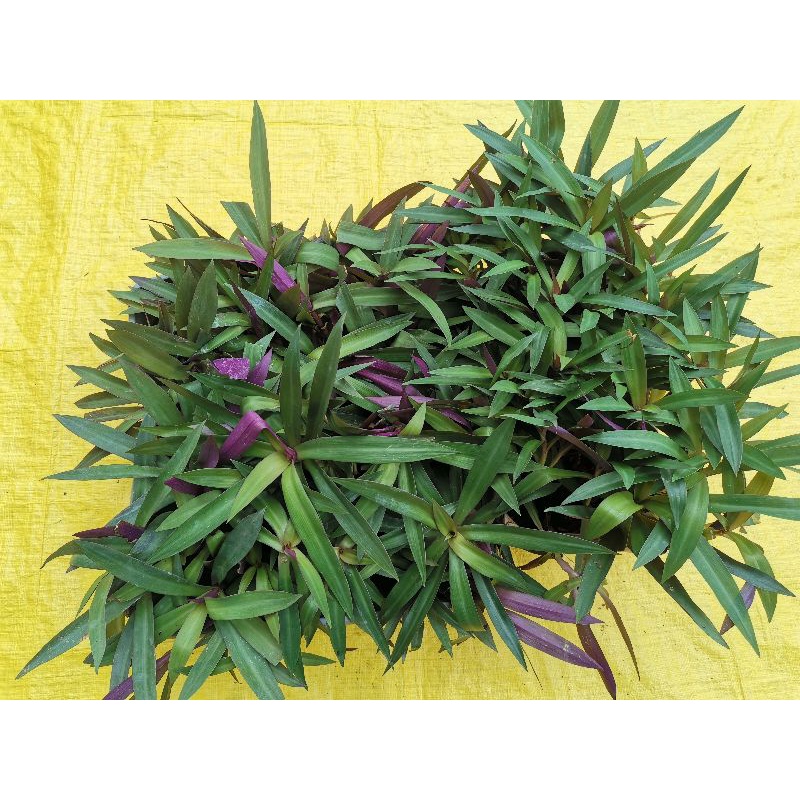 Pokok Tradescantia Spathacea (rimbun dalam polibag) | Shopee Malaysia