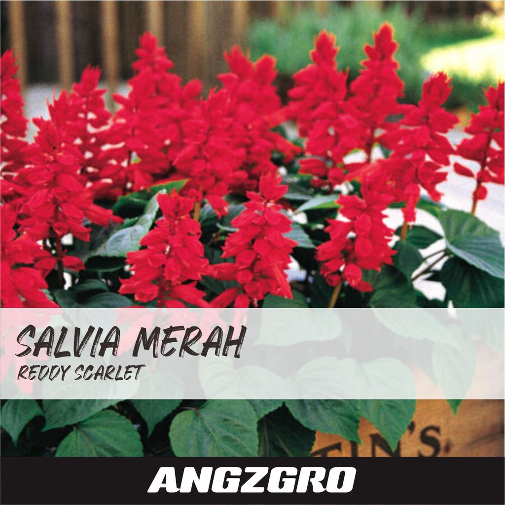 MERAH Reddy Scarlet 20 S Urban Farming Hydroponic Red Salvia Flower ...