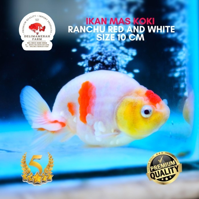 Koki RANCHU RED AND WHITE CARP FISH SIZE 10 CM SUPER QUALITY PREMIUM ...