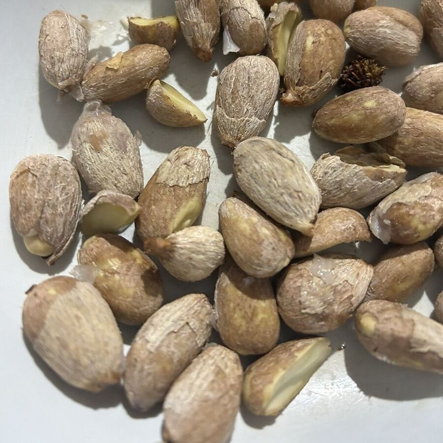 Seed Center Dried Herbal Rambutan Fruit Seeds (5 Grams) | Shopee Malaysia