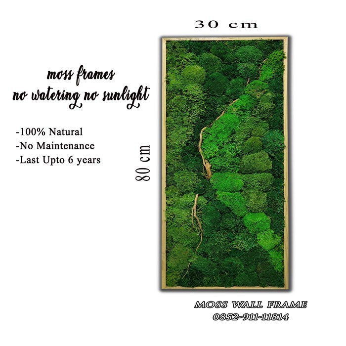 Vertical moss, moss wall frame | Shopee Malaysia