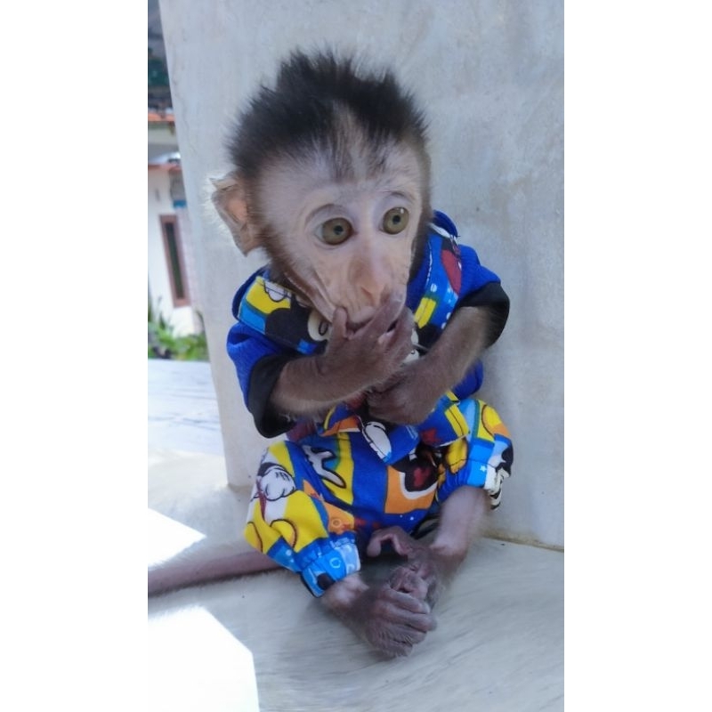 Beach and beruk romper suit | Shopee Malaysia