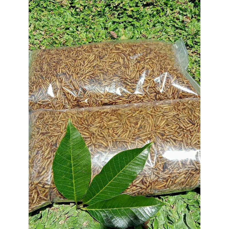 100gram Premium Dry Magot Real Picture | Shopee Malaysia