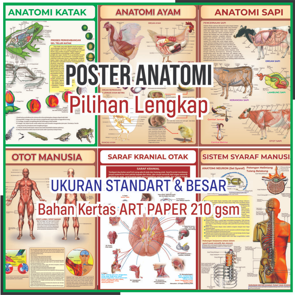Human and Animal ANATOMY Poster | Complete Choice | Shopee Malaysia