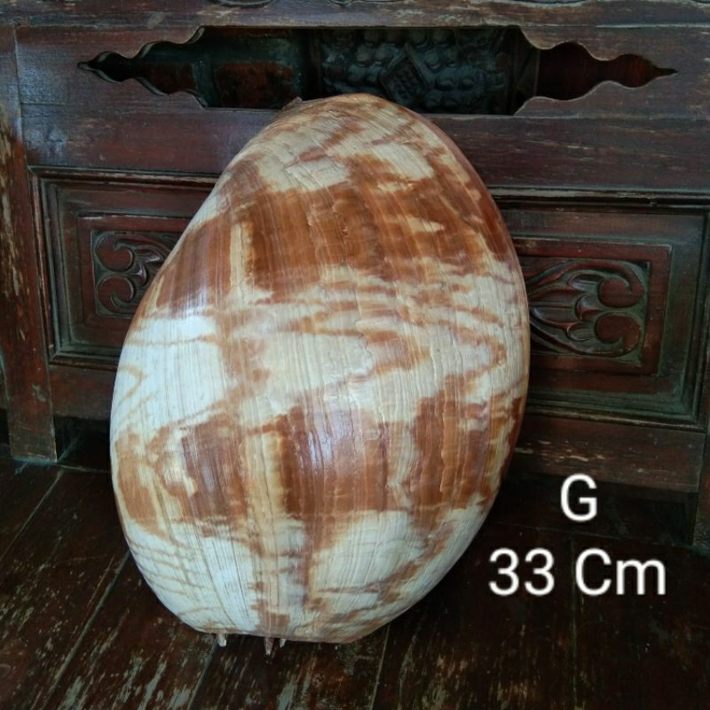 Giant JUMBO MELO Shell Big Size Shell | Shopee Malaysia