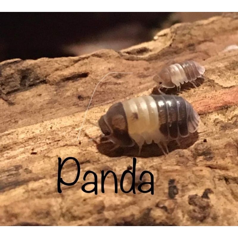 Isopod isopoda Feed cubaris sp panda king terrarium vivarium | Shopee ...