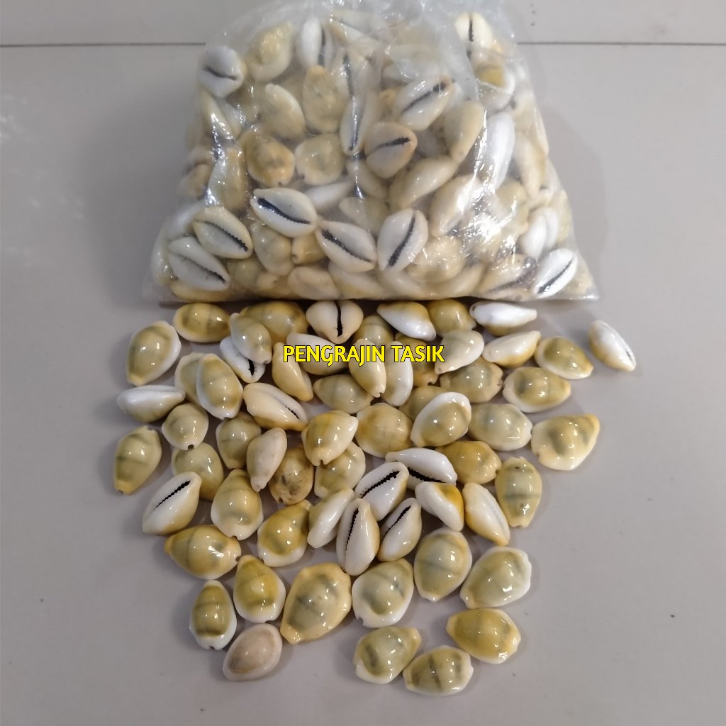 Kuwuk Shell Seeds 100pcs Small Size Original Gajih Shell Seeds | Shopee ...