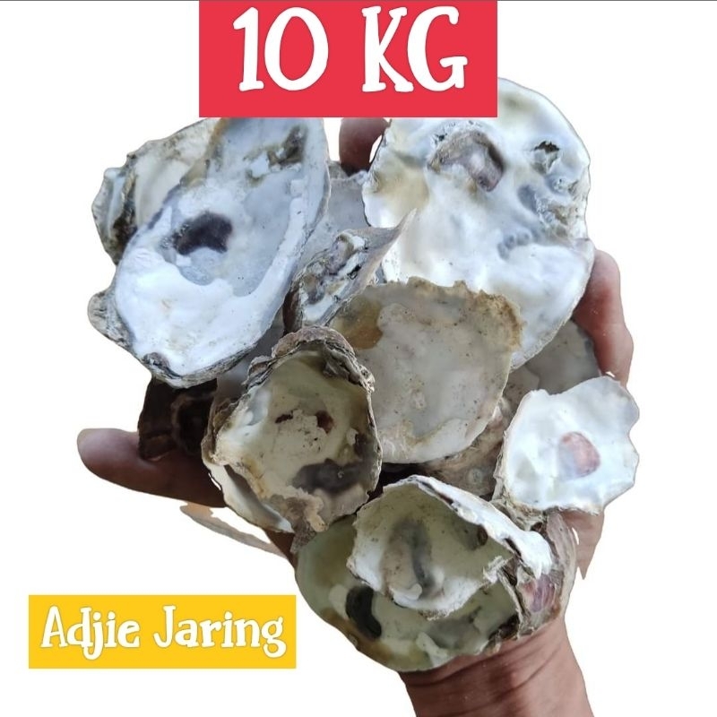 Oyster Shell 10 Kg Without Packaging Oyster Shell Shell Pond Filter ...