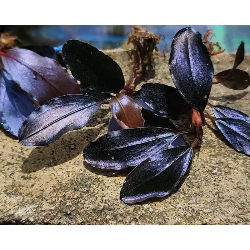 Bucep theia blue Metallic original (15Pcs) | Shopee Malaysia