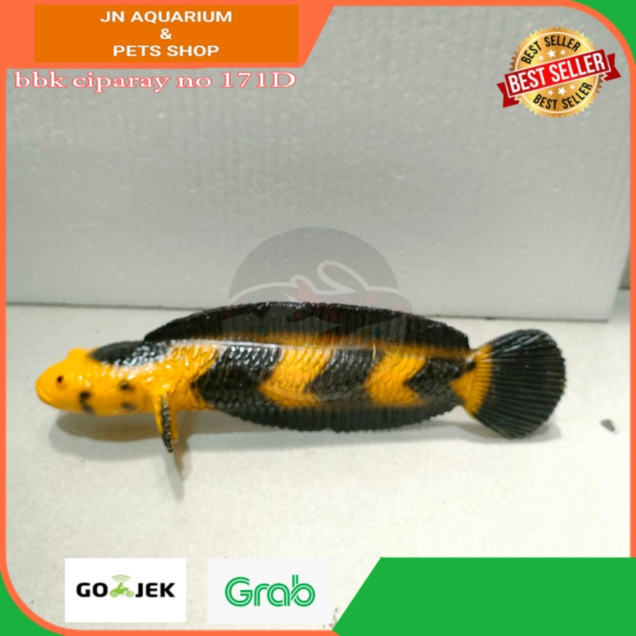 CHANA CHANNA YELLOW SENTARUM RESIN TOY UK. _+25 CM | Shopee Malaysia