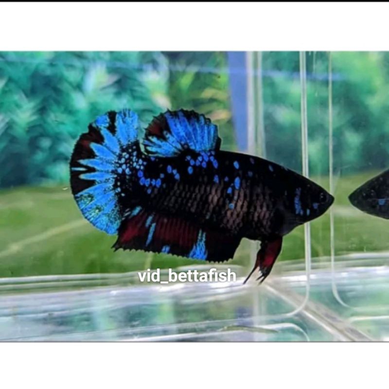 Female AVATAR COOPER GOLD (AVC,AVCG), FEMALE AVATAR GORDON Not FEMALE ...