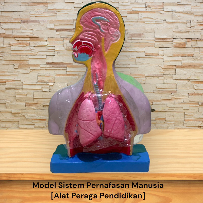 Human breathing model teaching aids-Roman system Torso [Biological ...