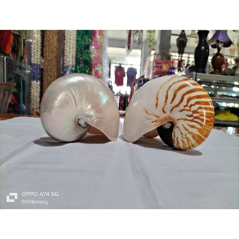 Sokle / NAUTILUS SHELL SHELL SHELL SHELL SHELLS | Shopee Malaysia