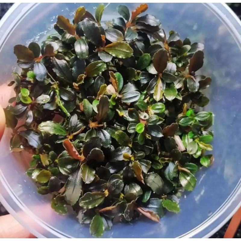 Bucep phantom 1m (200Gram) | Shopee Malaysia