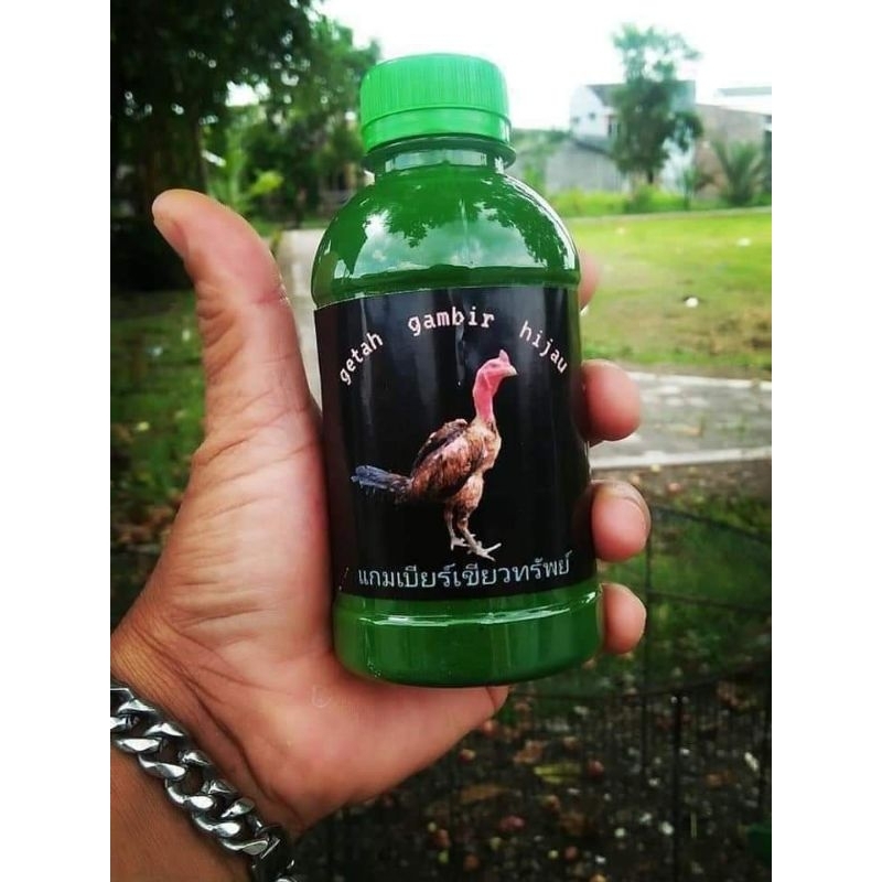 HIJAU Green GAMBIR Sap/Green KEMIN/Chicken Leg Hardener/FREE Toothbrush ...