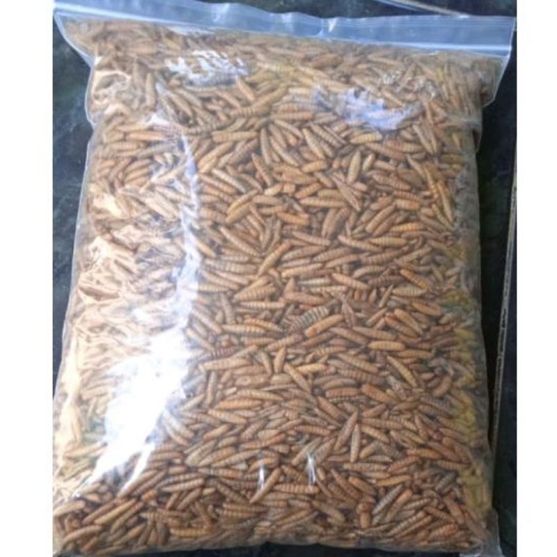 Bsf 250gr dry maggots / quality dry maggots / BSF 250 maggot feed ...