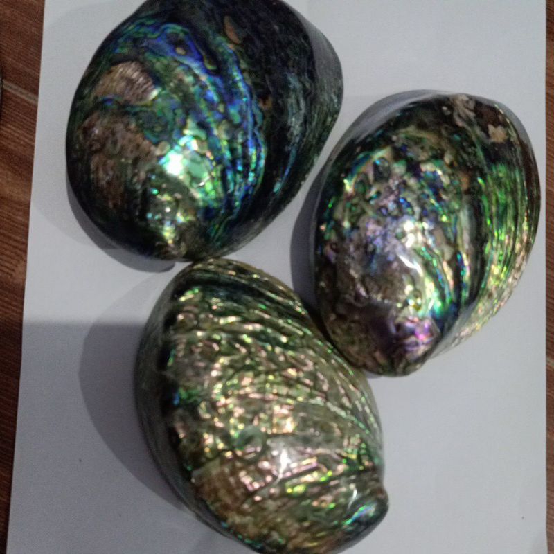 Natural Color Abalone Shell/PAWAH | Shopee Malaysia