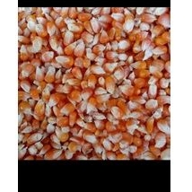 Crystal Corn 1kg Pigeon Corn Pigeon Feed | Shopee Malaysia