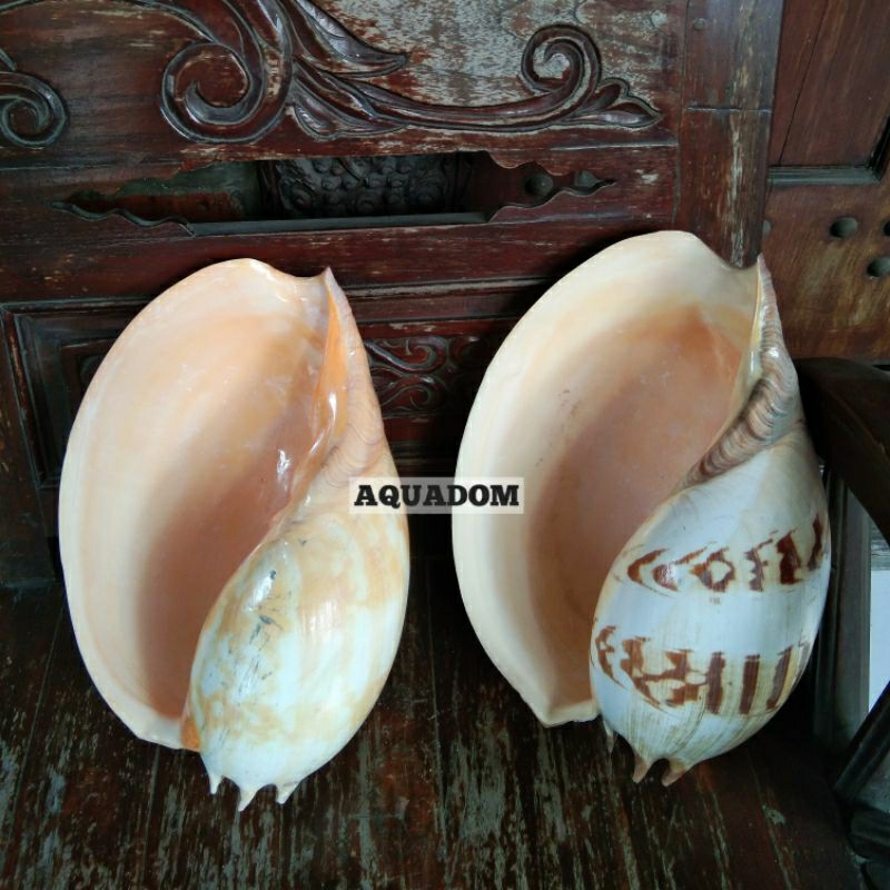 Giant JUMBO MELO Shell Big Size Shell | Shopee Malaysia