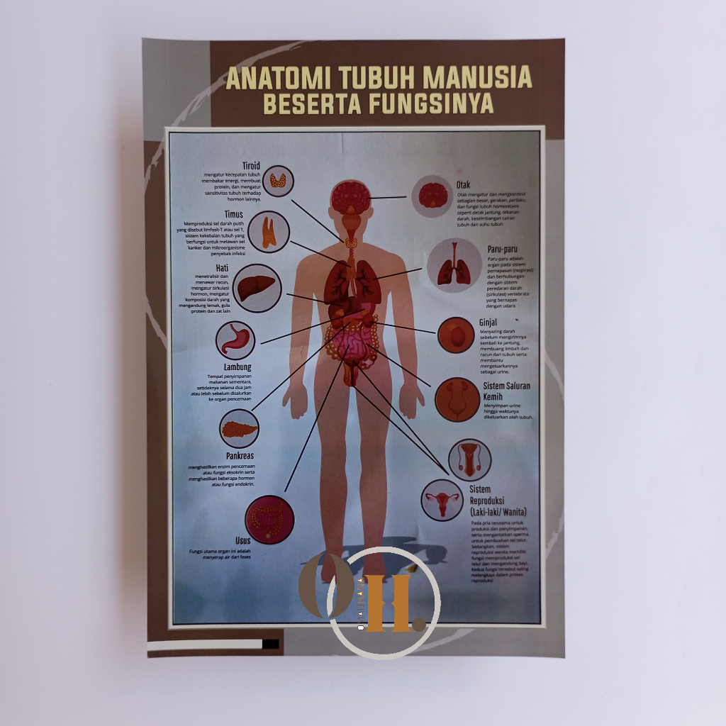 Human Body Anatomy Poster - Human Body Function Poster - School Poster ...