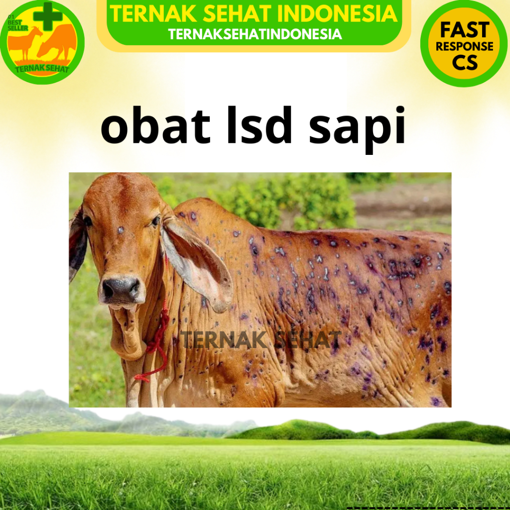 Complete Powerful Cow LSD Medicine - LSD LUMPY SKIN DESEASE Cow Disease ...