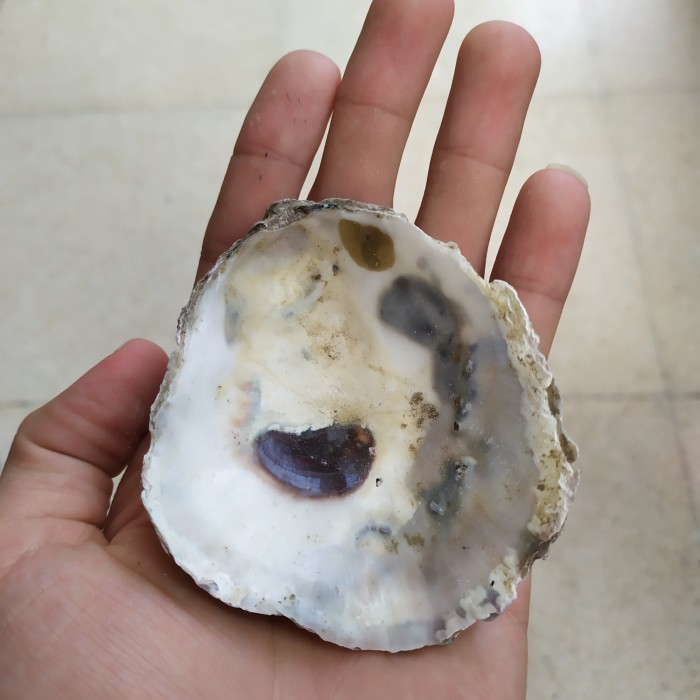 Sea Oyster Shell / Sea Pearl Shells 10 kg | Shopee Malaysia