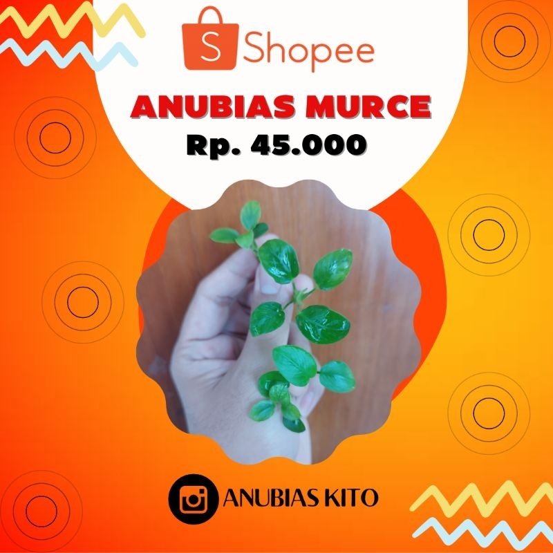 Anubias Package (Package Contains Anubias Petite, Anubias Panda ijo ...