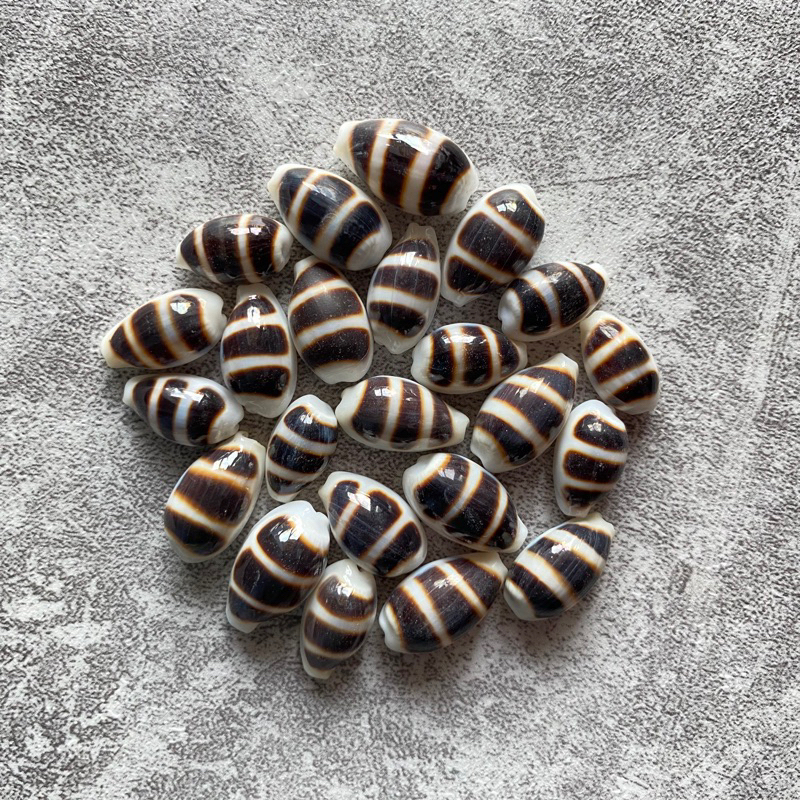 Cypraea ASELLUS Shell | Shopee Malaysia