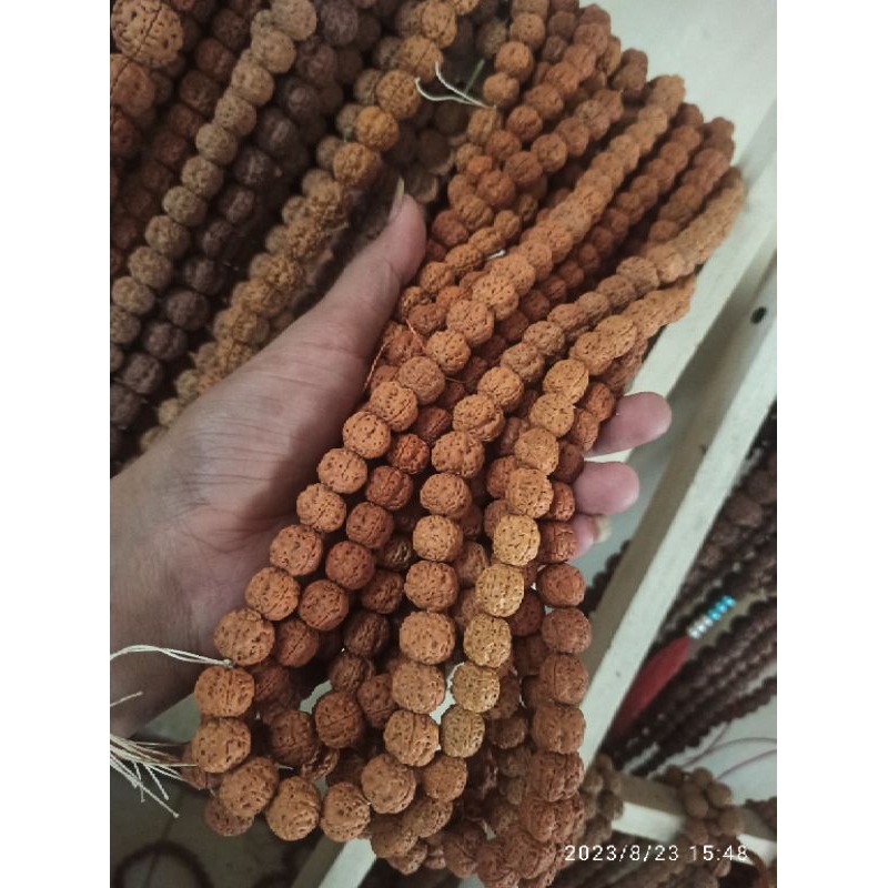 Jenitri 200 seeds have been perforated | Shopee Malaysia