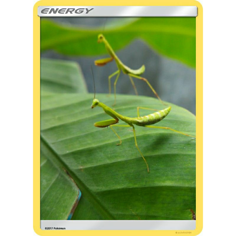 Mantis hierodula sp papua Card/ Praying Mantis/congcorang/Mantis papua ...